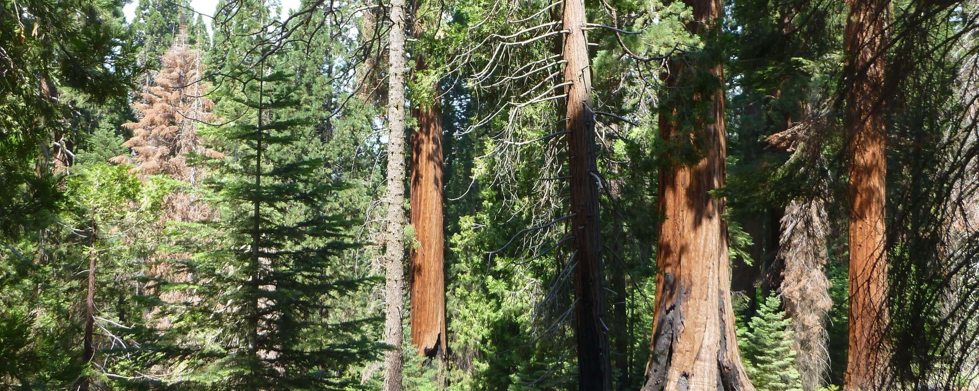 Corey J. Mahler - Corey J. Mahler